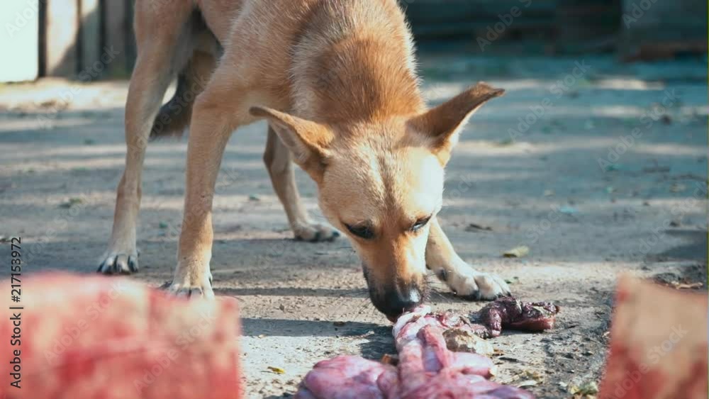 The hungry dog eats pig's insides, the dog pulls the guts of the killed ...