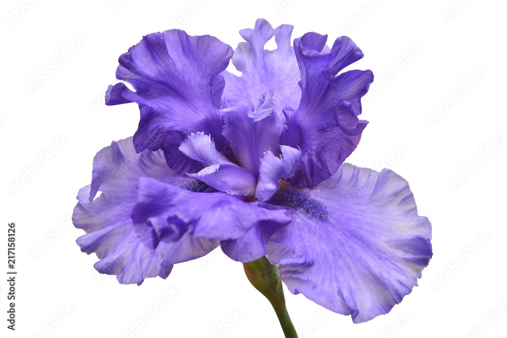 Blooming iris flower isolated on white background. Summer. Spring. Flat ...