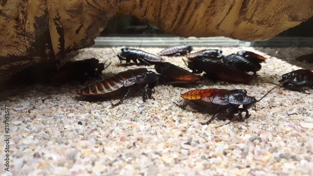 Close up view of the Madagascar hissing cockroach (Gromphadorhina ...