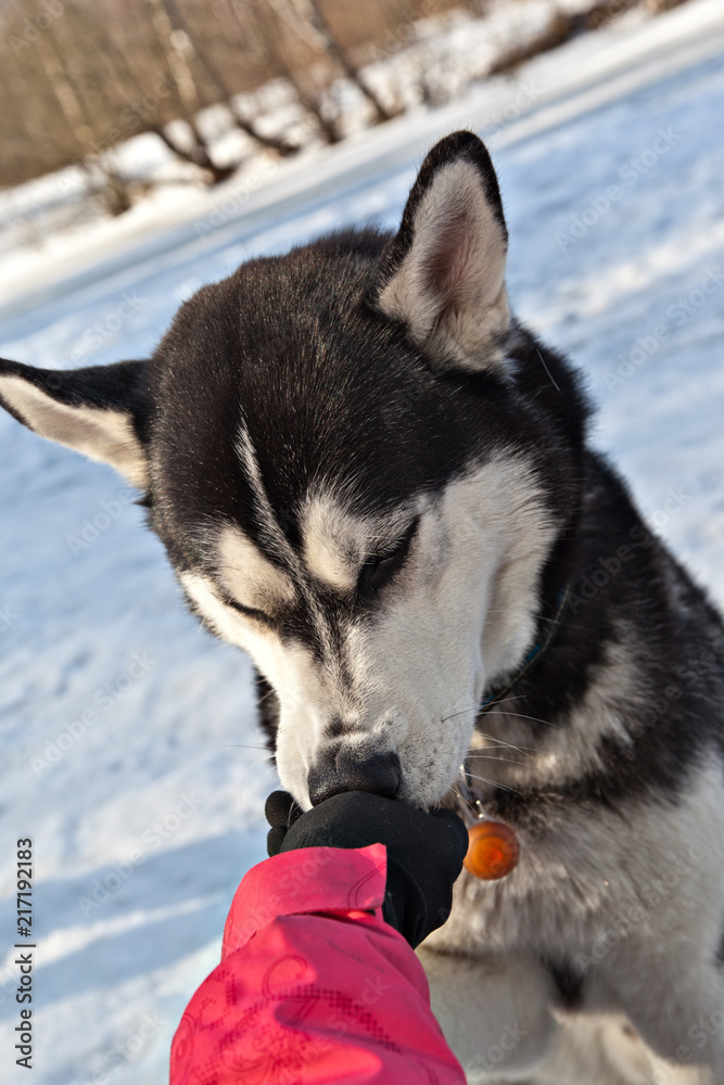 Dog breed Siberian Husky takes a piece of the delicacy from the hand of ...