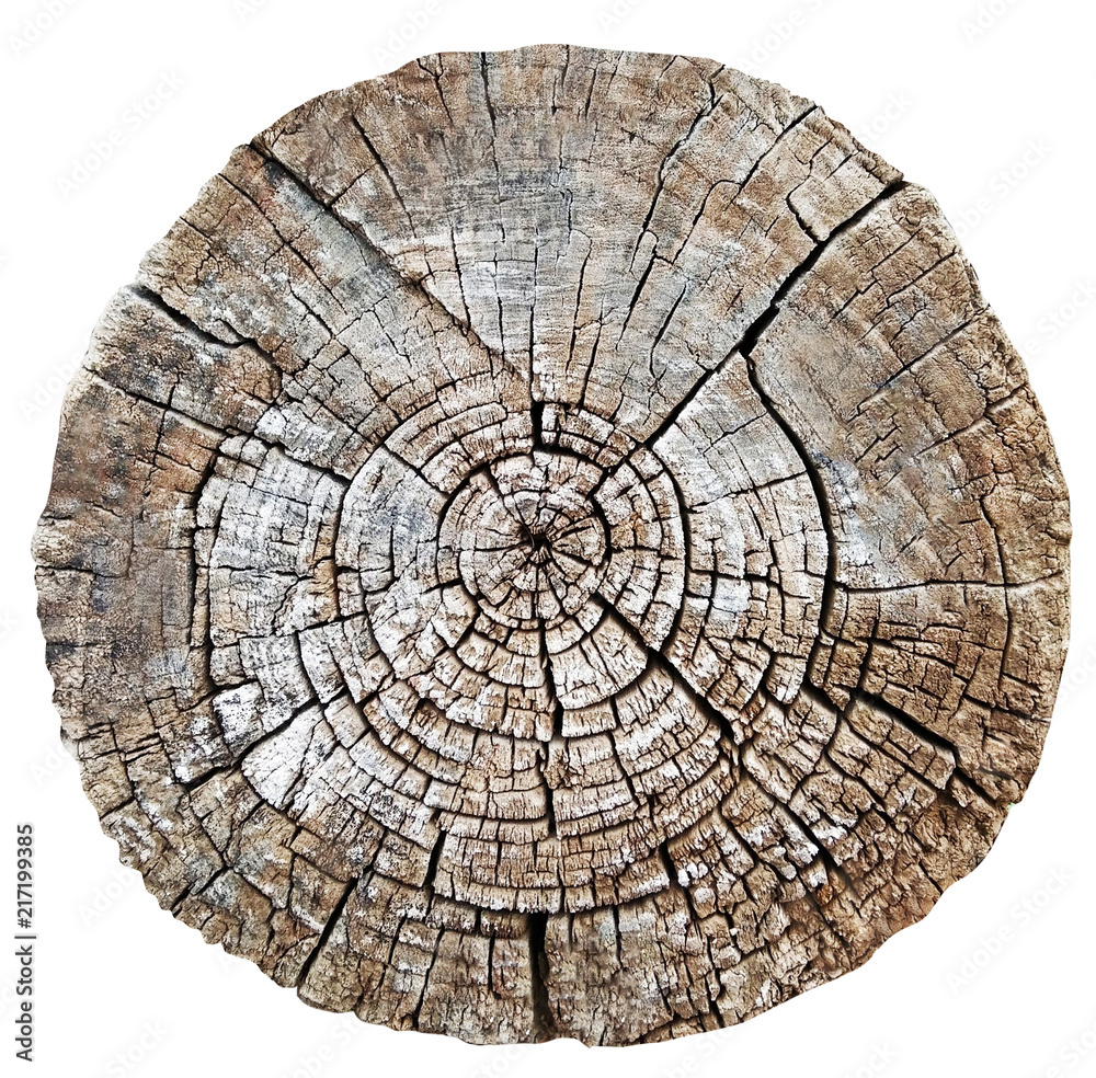Tree cut trunk isolated on white background. Natural round wooden ...