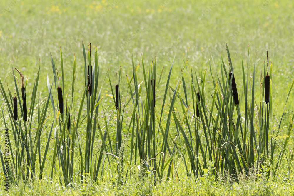 Typha - plant of wetlands with long leaves and cigar-shaped seeds ...