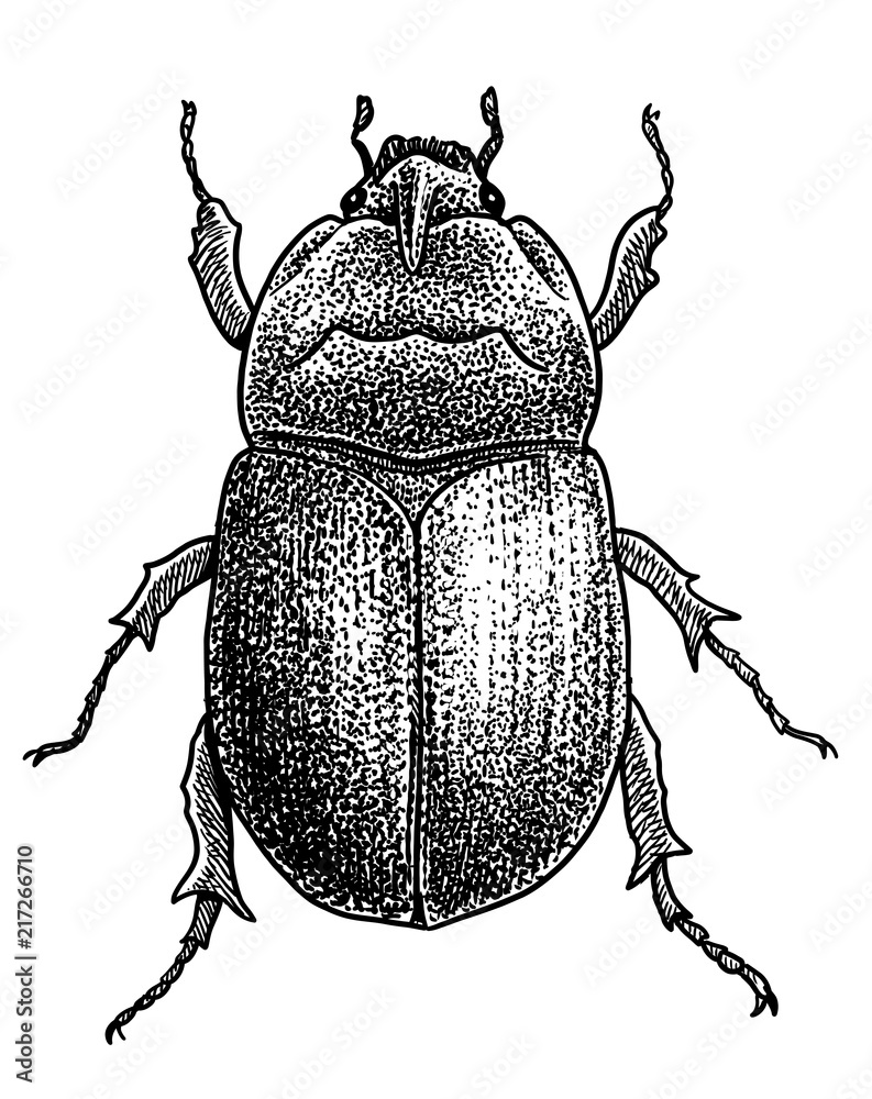 Beetle Illustration