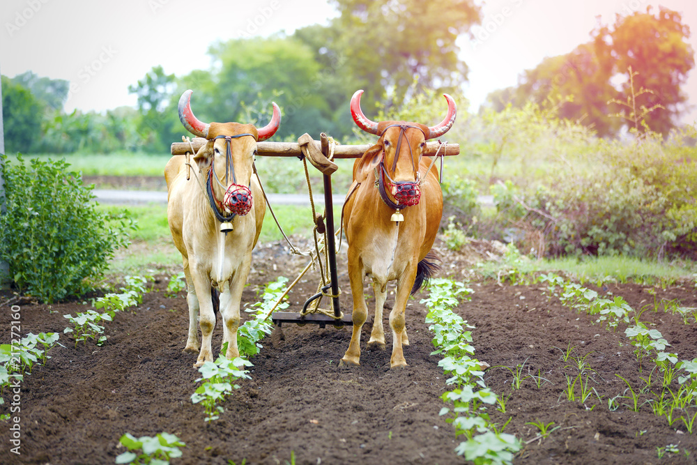 indian farming technique Stock Photo | Adobe Stock