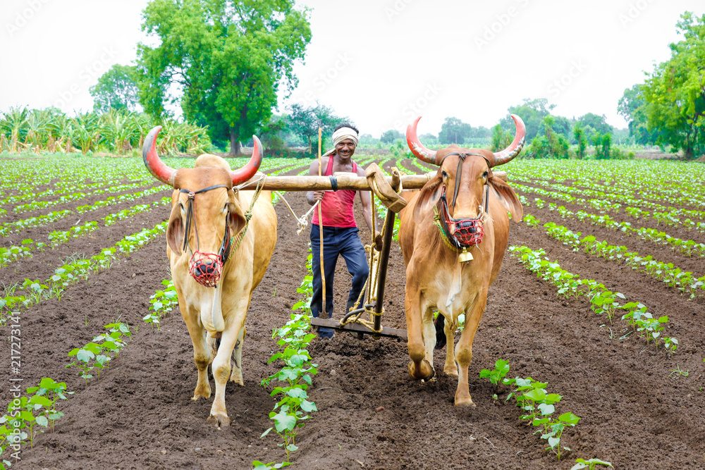 indian farming technique Stock Photo | Adobe Stock