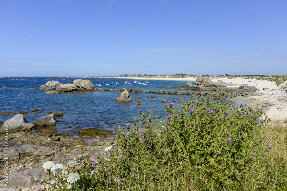 Chardon Marie, Silybum marianum, Rochers granitiques, Site classé de ...