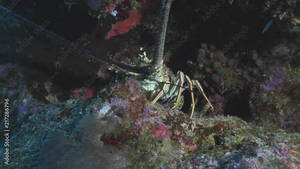 Under water footage of a crayfish off the Antiguan coast in the ...