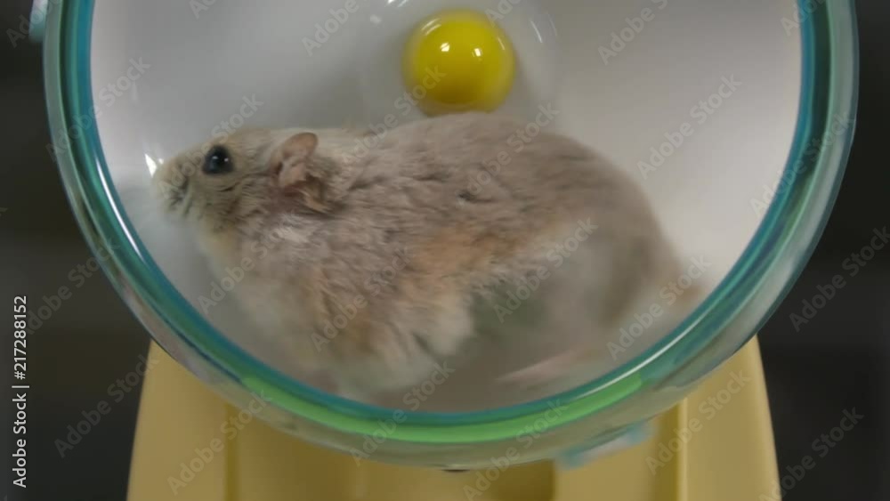 Close-up of a beige dwarf hamster running on a hamster wheel in slow ...
