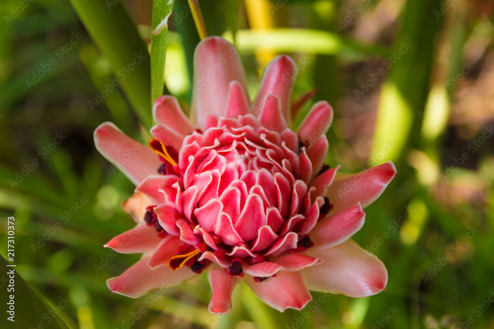 Overhead view of a beautiful pink torch ginger flower (Etlingera elatior) blossom in Malaysia ...