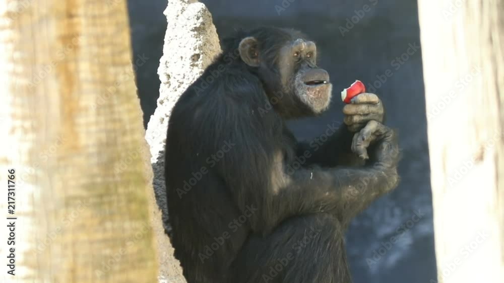 Slow motion clip of a chimpanzee in a zoo eating an apple and eating it ...