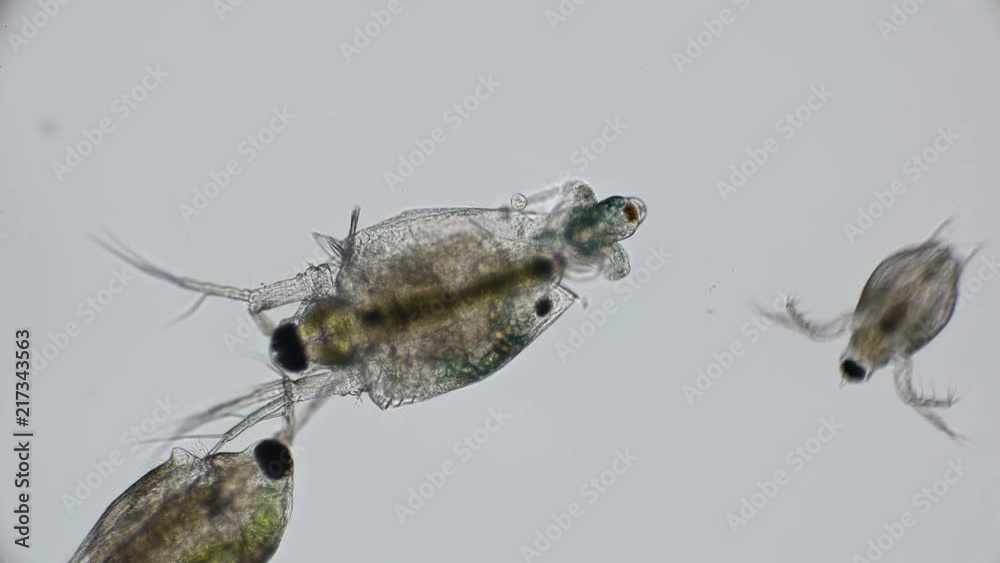 birth of nauplios daphnia from the mother's brood chamber, under a ...