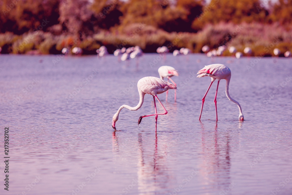 Pink flamingos in sunset blue water lake. National park. Concept ...