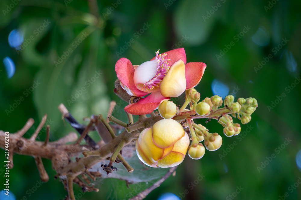 Flowers of Shorea robusta also known as sal, sakhua or shala tree. This ...