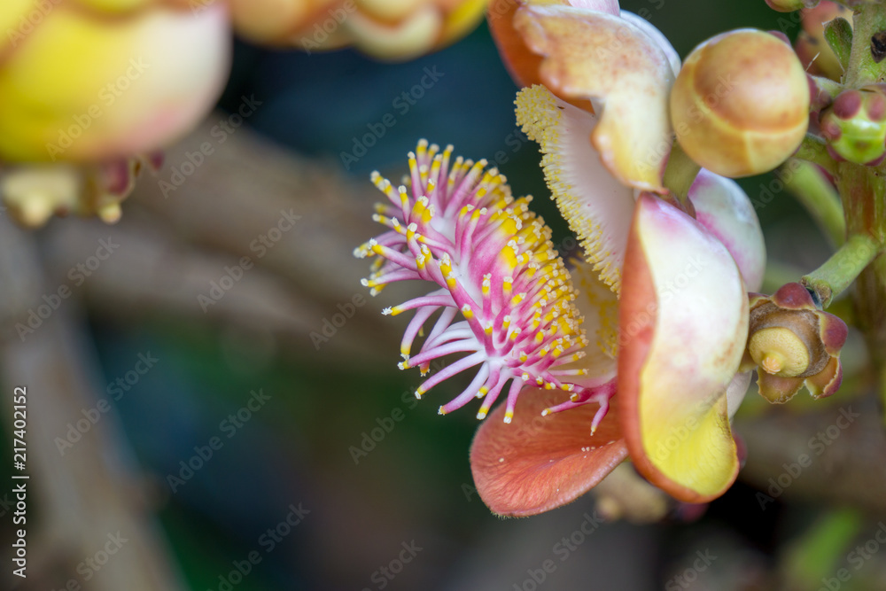 Flowers of Shorea robusta also known as sal, sakhua or shala tree. This ...