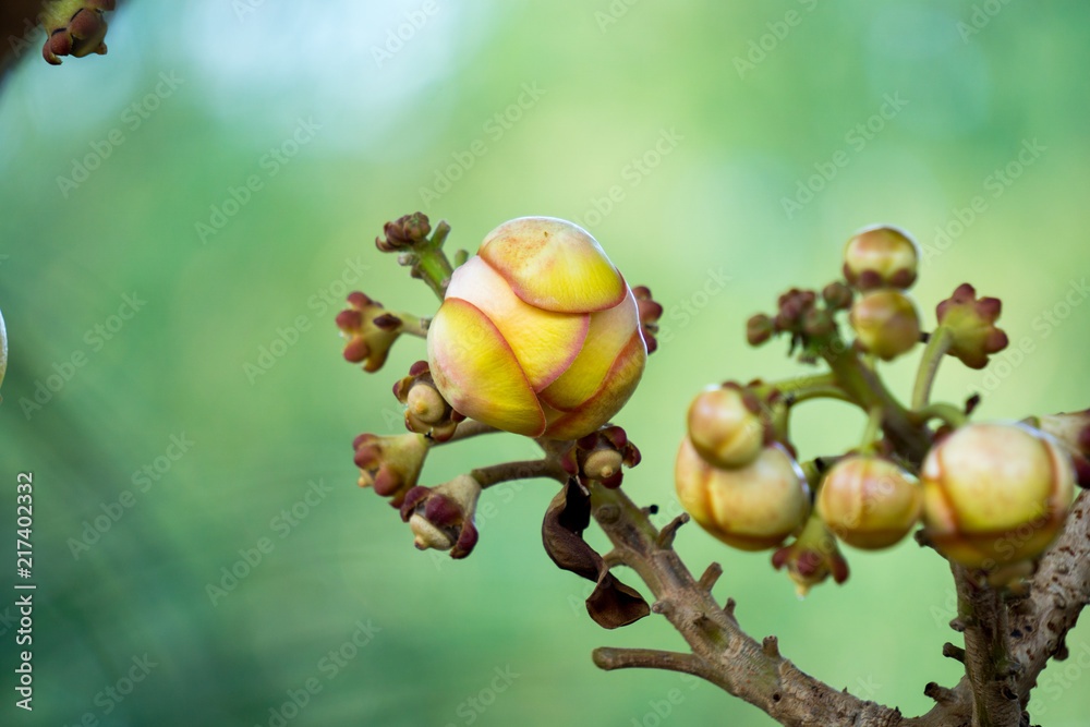Budding flowers of Shorea robusta also known as sal, sakhua or shala ...