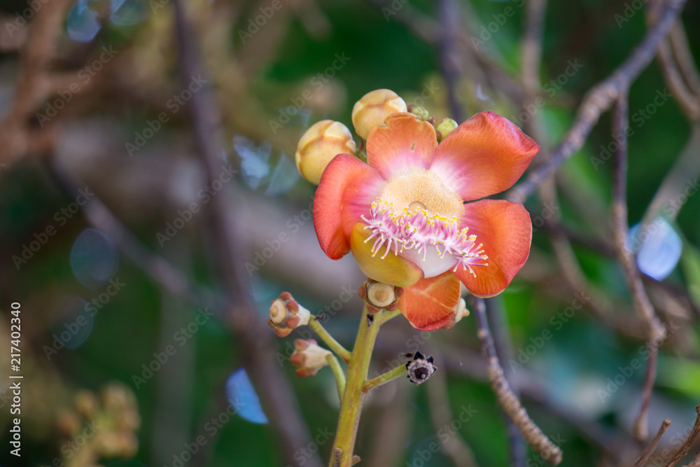 Flowers of Shorea robusta also known as sal, sakhua or shala tree. This ...