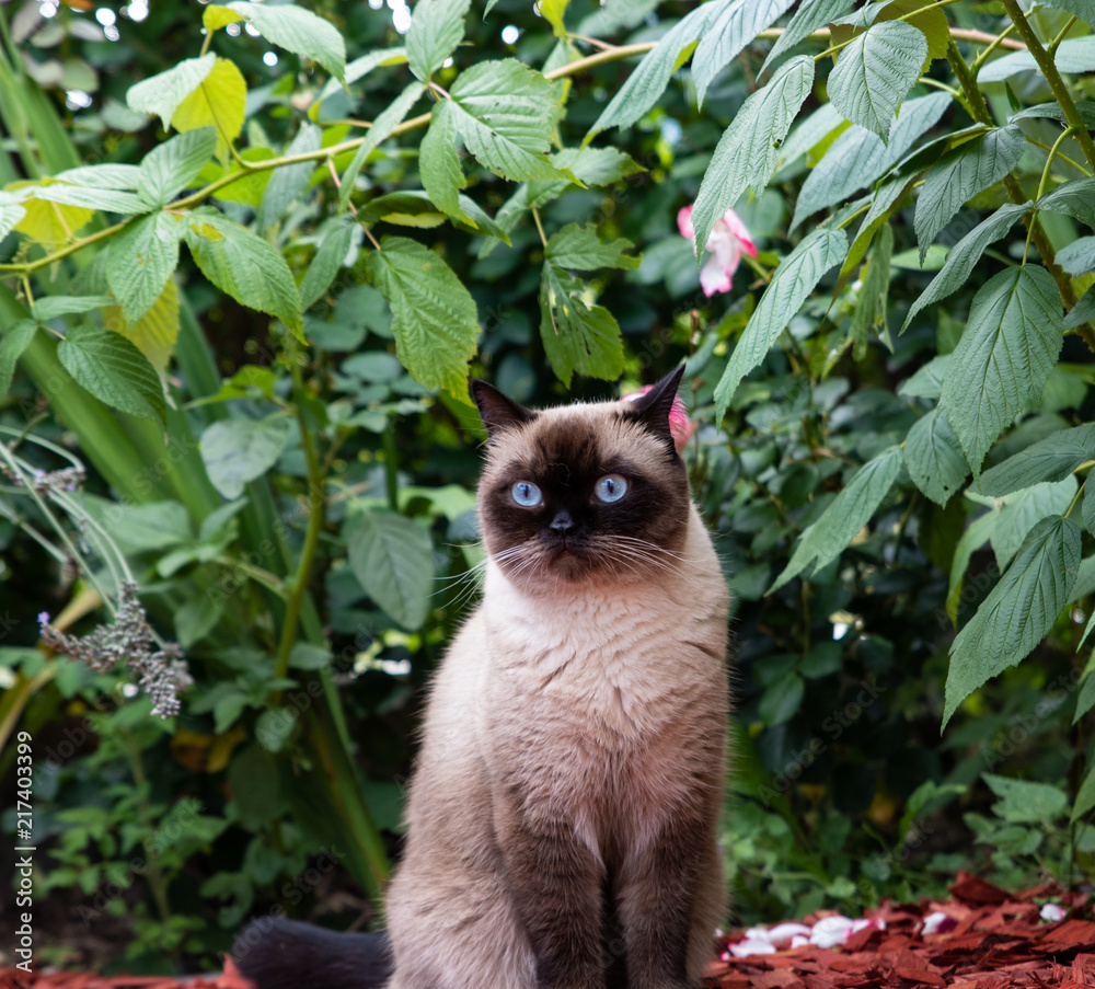 BKH Katze mit blauen Augen Stock Photo | Adobe Stock
