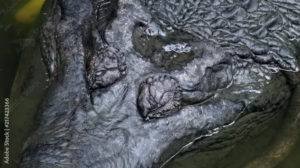 Close-up of Indian gavial sticking out eyes above water surface and ...