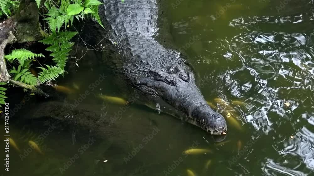 Indian gavial staying still in water and sleeping surrounded by lake ...