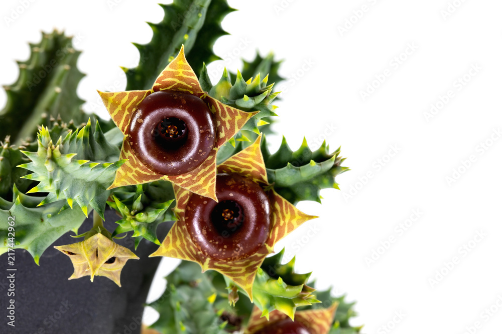 Flowers of Huernia cactus are dark red and yellow colors. It is the ...