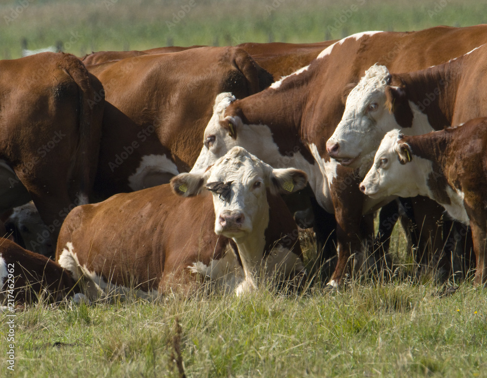 Cows on a meadow in the hot summer with a bird eating flies at Svartsjö ...