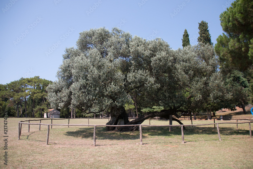 Brijuni, Croatia - July 28, 2018: View of the 1600 year old olive tree ...