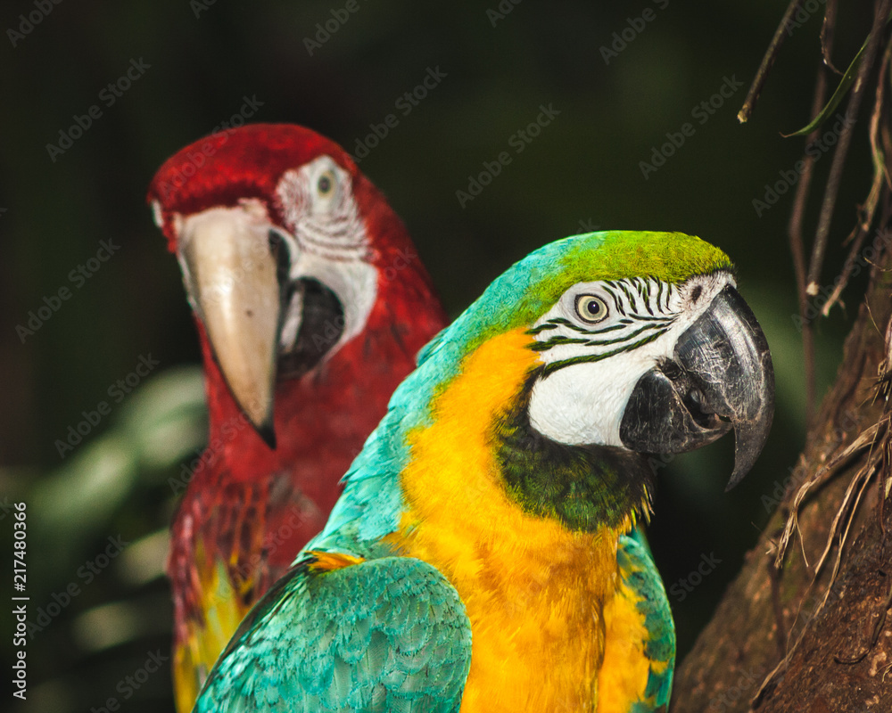 Arara juba and Arara Stock Photo | Adobe Stock