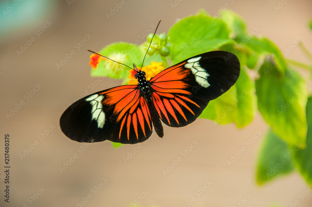 A beleza das cores e padrão de uma borboleta Stock Photo | Adobe Stock