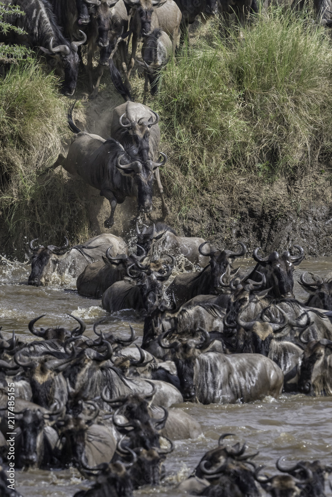 The migration of the gnoes crossing the Marariver in Tanzania Stock ...