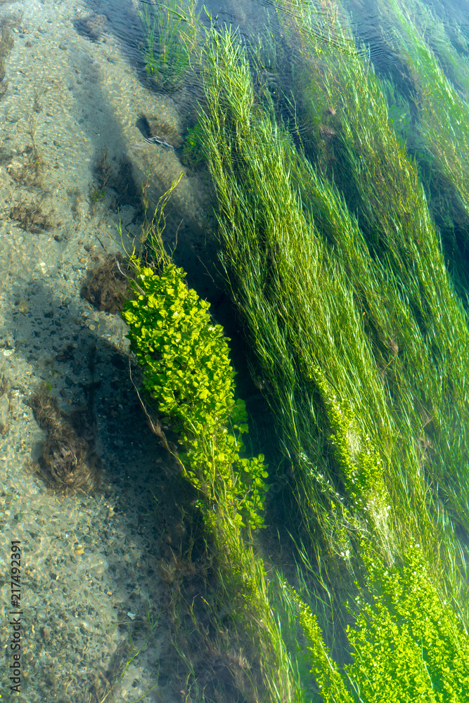Clean and green pure water river flowing over water vegetaion Stock ...