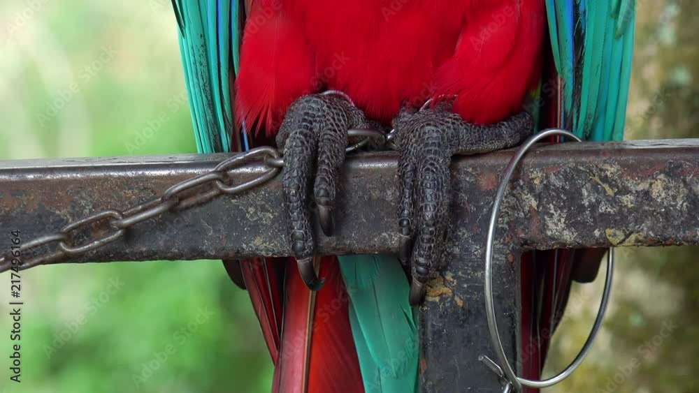 Close-up of feet of Scarlet macaw sitting on branch and connected to it ...