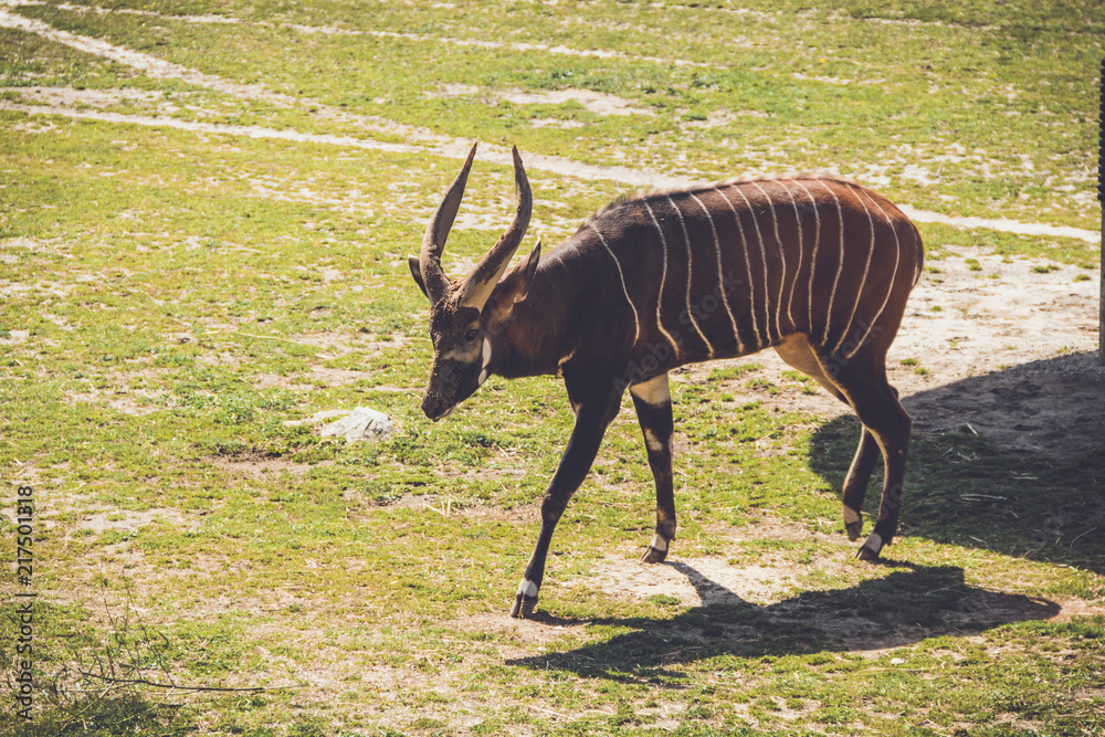 African Bongo (Tragelaphus eurycerus) walks along quietly on sandy ...