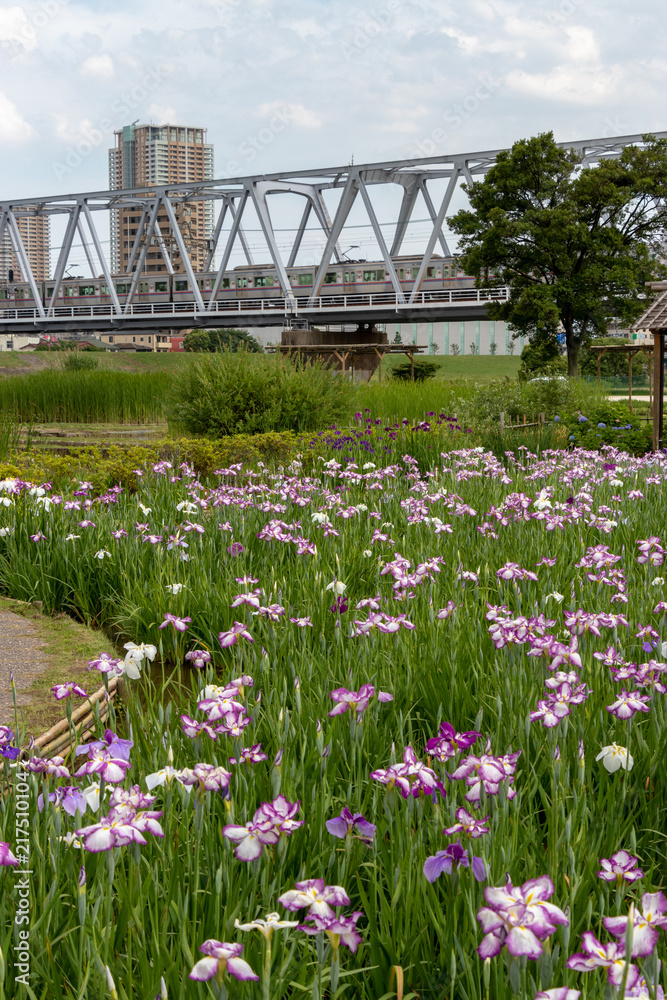 Iris flowers in the Koiwa iris garden in Edogawa-city, Tokyo, Japan / Koiwa iris garden is ...