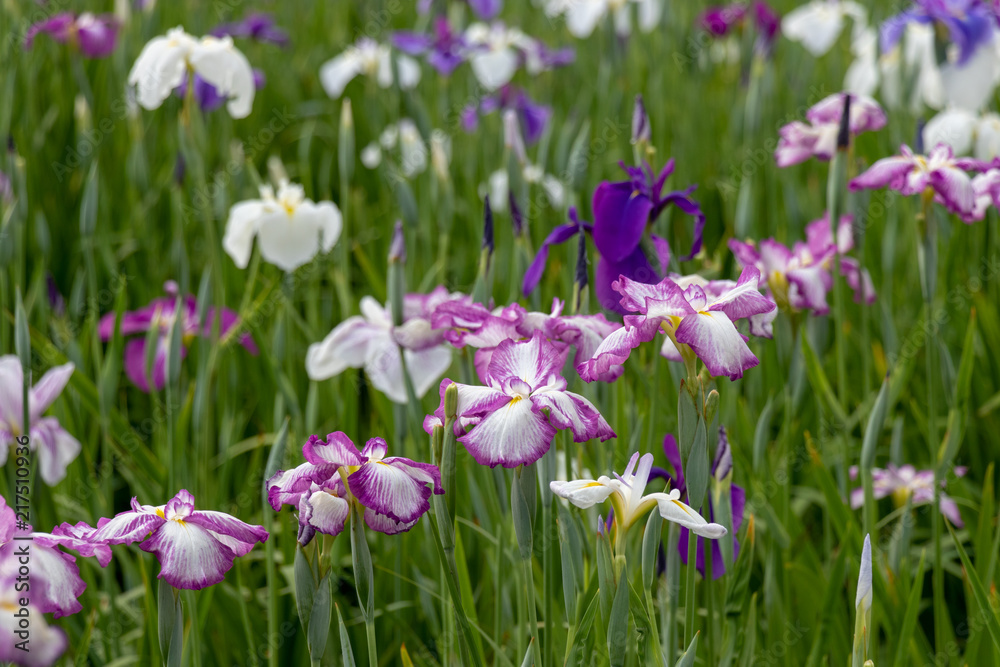 Iris flowers in the Koiwa iris garden in Edogawa-city, Tokyo, Japan ...