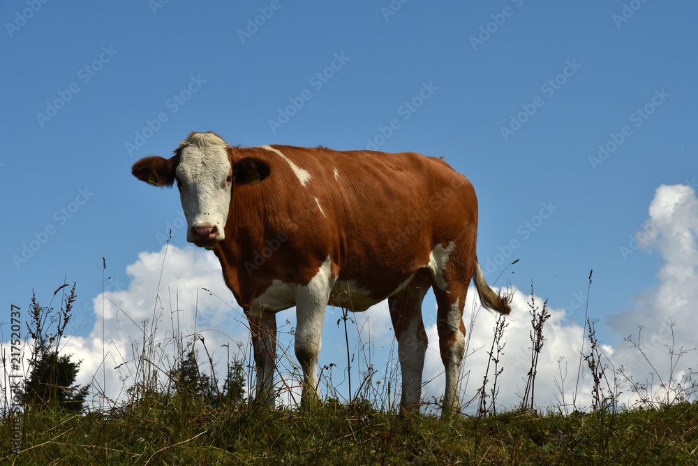 Rind, Kuh, in den Chiemgauer Alpen, Oberbayern, Deutschland Stock Photo ...