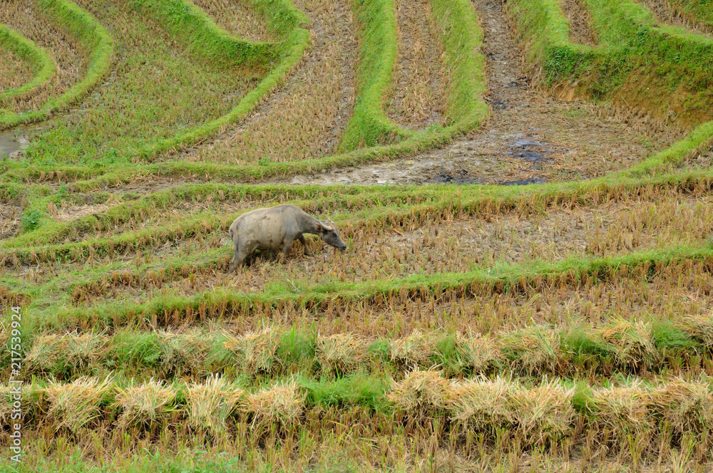 Landscape of golden rice terraced field in harvest season at Sapa in ...