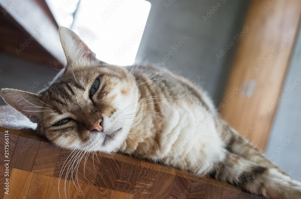 cat sleep on a chair Stock Photo | Adobe Stock