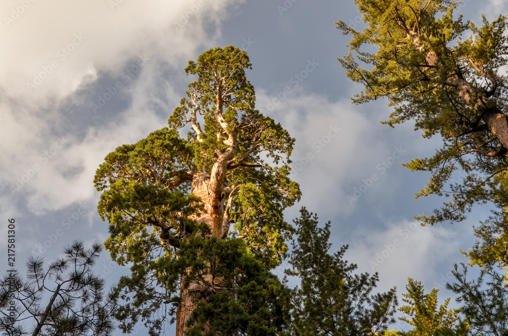 canopy of General Grant tree and other giant sequoias (Sequoiadendron ...