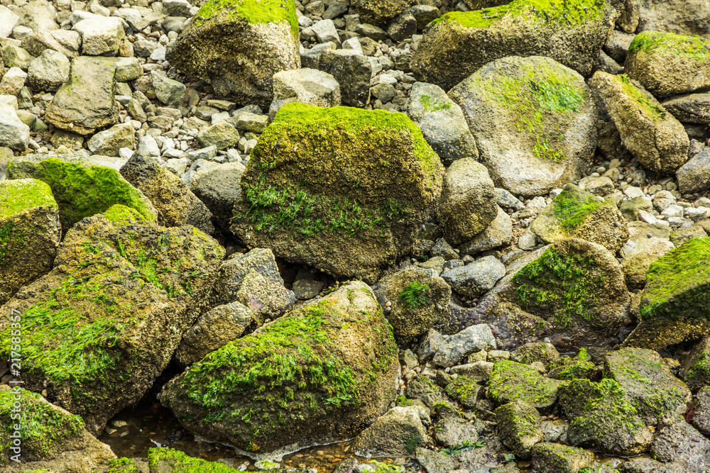 Algae On Rocks