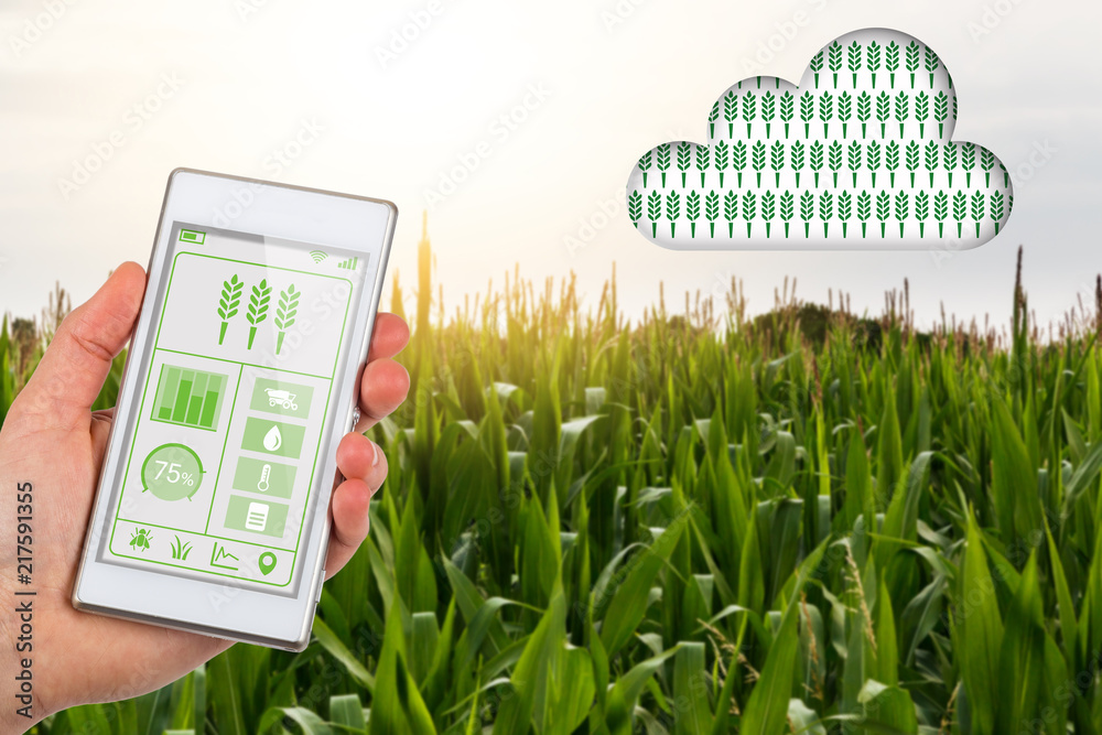 Agritech concept smartphone app linking to cloud in corn field Stock ...