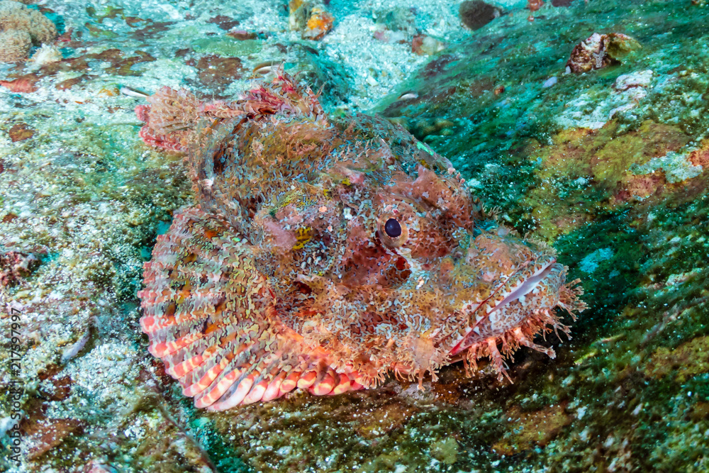 Camouflaged Scorpionfish on a coral reef in Myanmar Stock Photo | Adobe ...