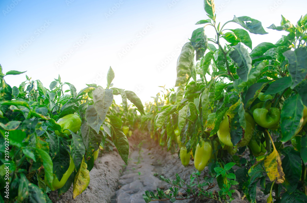 pepper disease is caused by the Phytophthora infestans virus ...