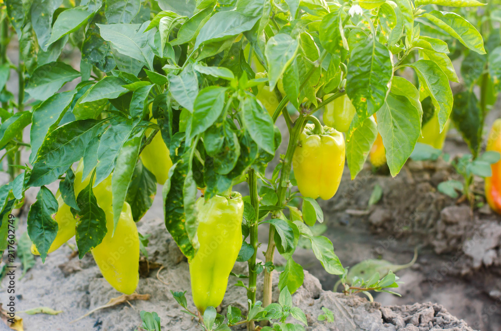 bushes of yellow / green pepper grows in the field. vegetable rows ...