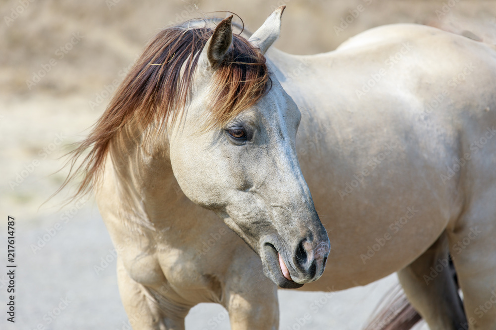 Tan Horse With White Mane