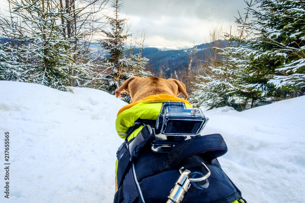 Dog with camera on his back standing in front of beautiful winter ...