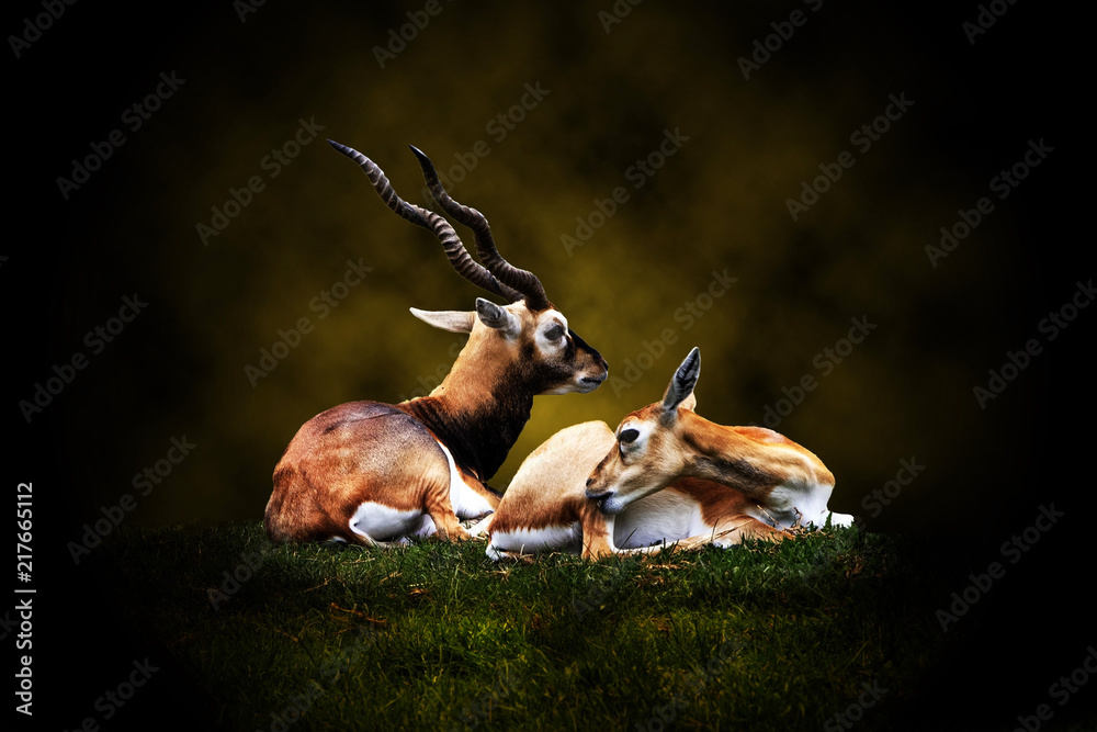 Blackbuck Antelope Baby
