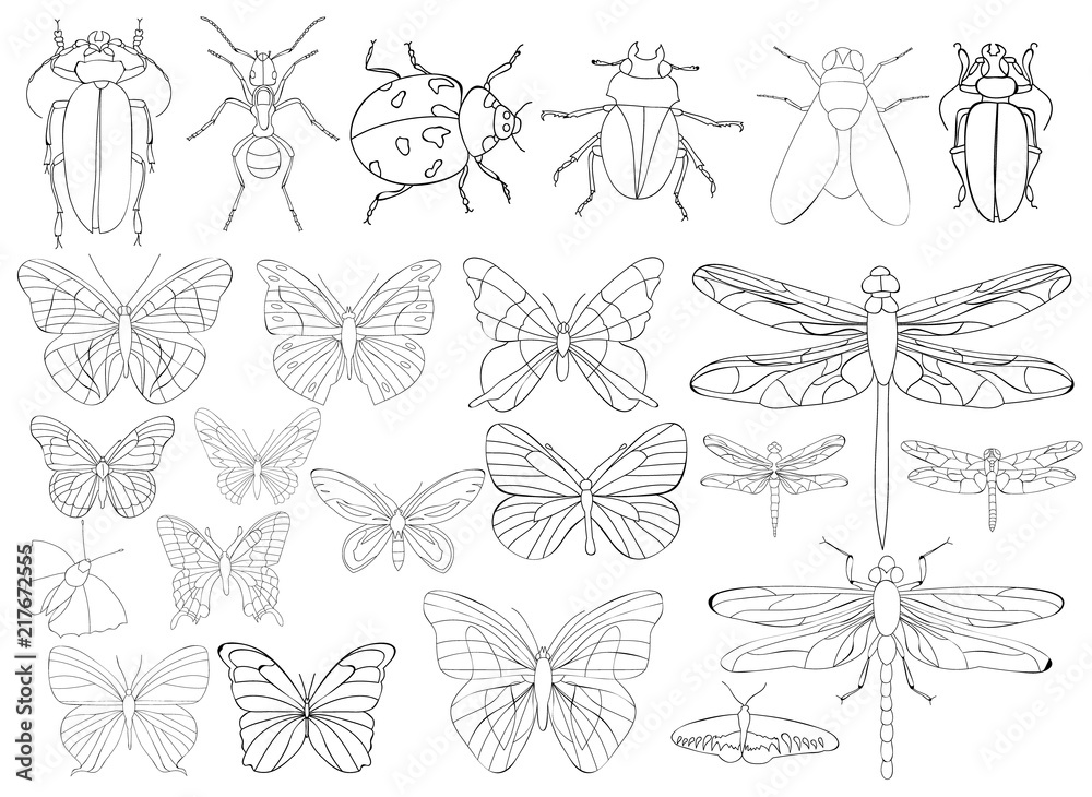Insect Coloring Pages