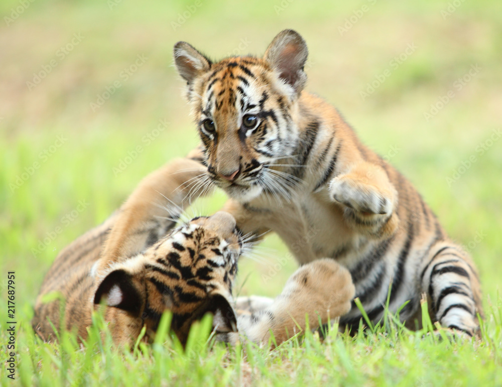 Baby Tiger Playing Pictures