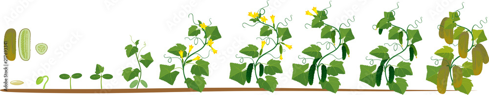 Life cycle of cucumber plant. Stages of growth from seed and sprout to ...