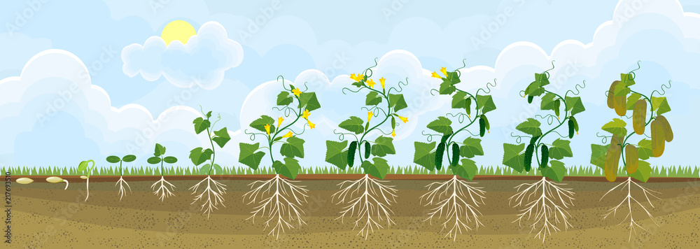 Life cycle of cucumber plant. Stages of growth from seed and sprout to ...